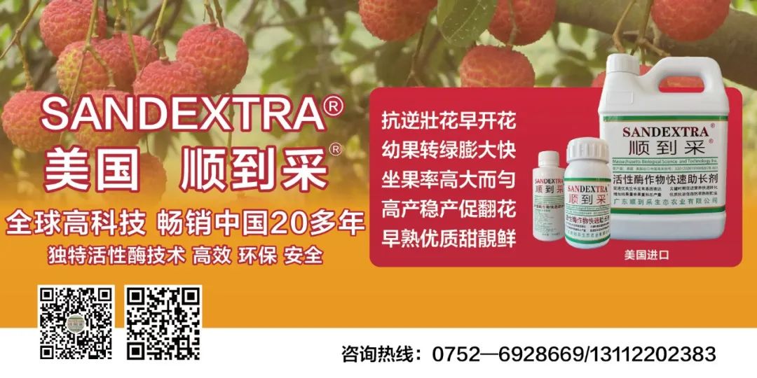 保花保果赞，恶劣环境保果失败可以翻花重来 | 荔枝龙眼篇 | 文章中心 | 美国sandextra生物高科技 - Powered by DouPHP